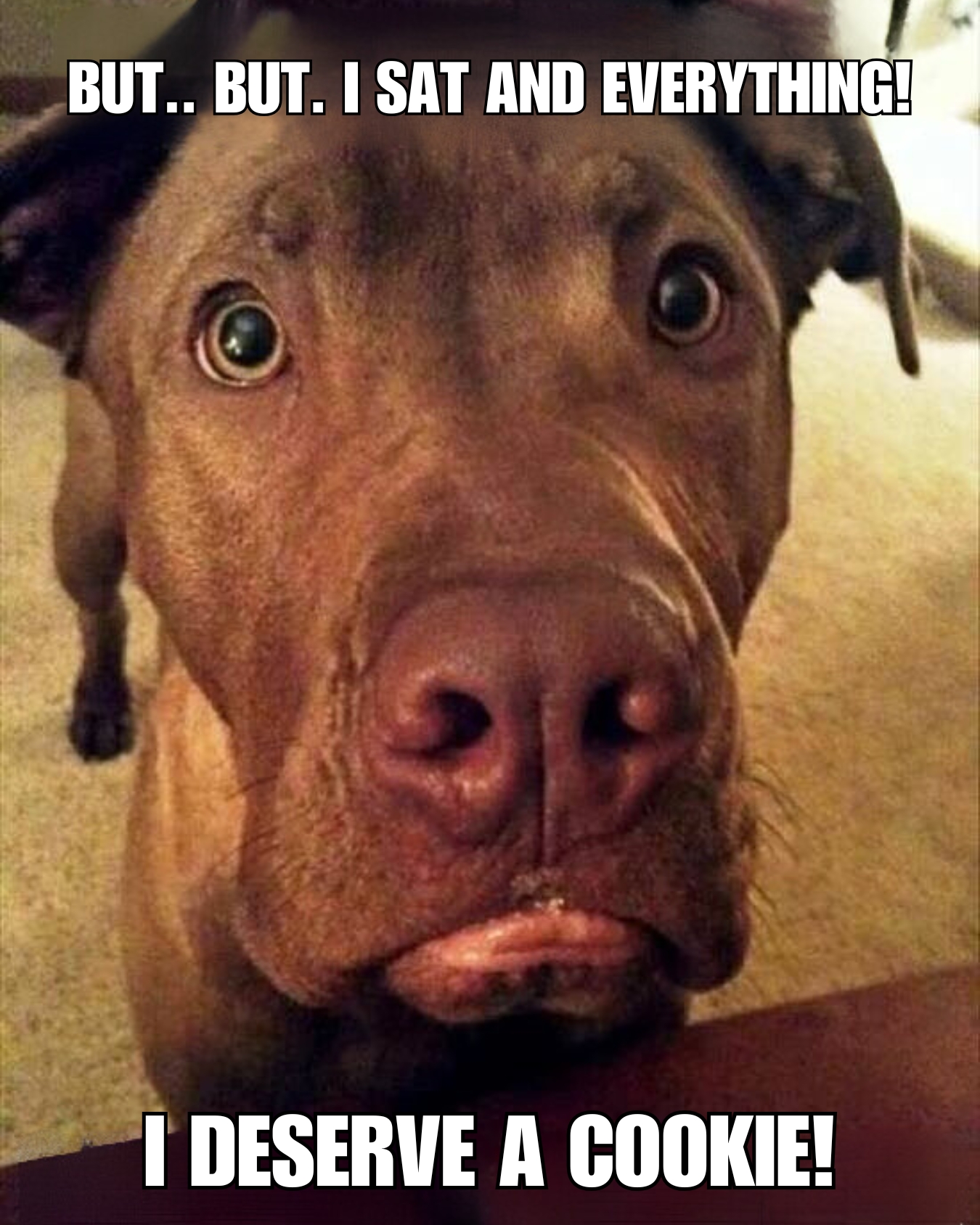 30 Crazy Dog Memes That Are Really Hilarious
