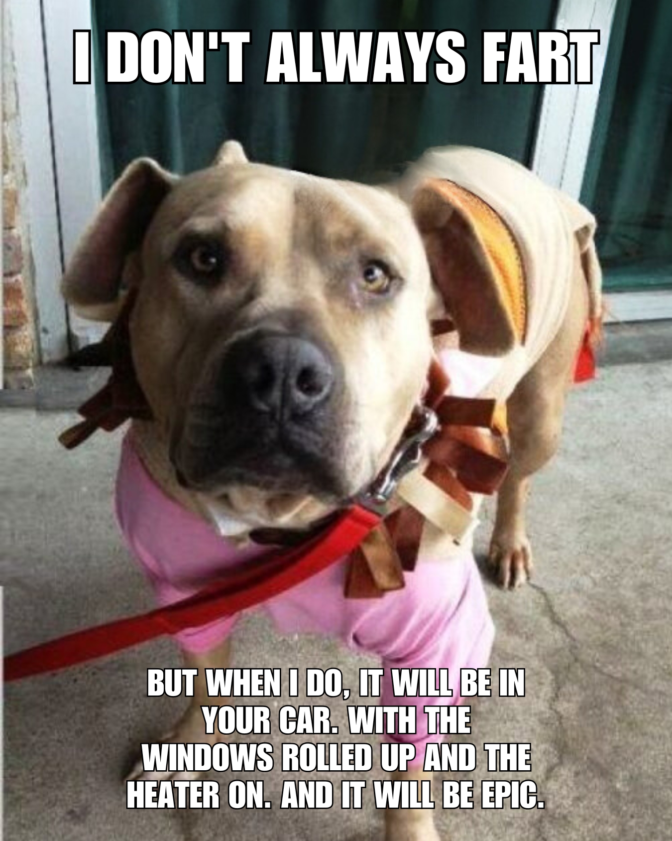 30 Crazy Dog Memes That Are Really Hilarious