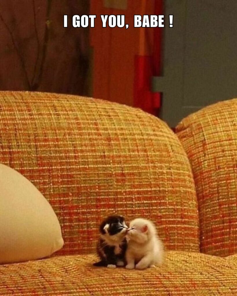 These Funny Cat Memes Will Make You Laugh So Much That You Will Forget ...