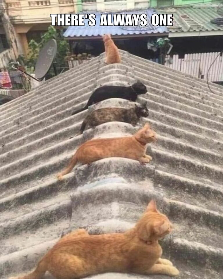 These Funny Cat Memes Will Make You Laugh So Much That You Will Forget ...